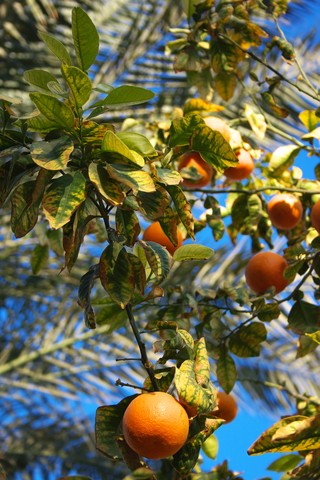 De ce este grozava portocala pentru sanatatea familiei tale ...