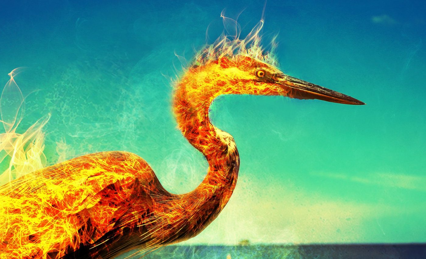 Ai încredere! Şi tu poți fi o Pasăre Phoenix! - Sfatulparintilor.ro