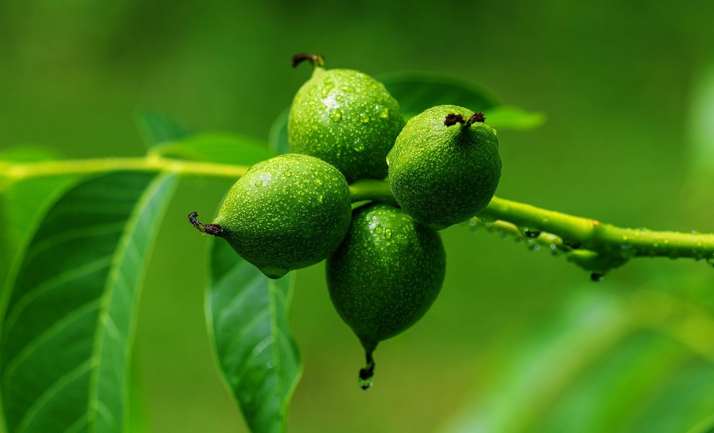 Frunze de nuc pentru păr: 6 beneficii extraordinare ale acestor minuni ...