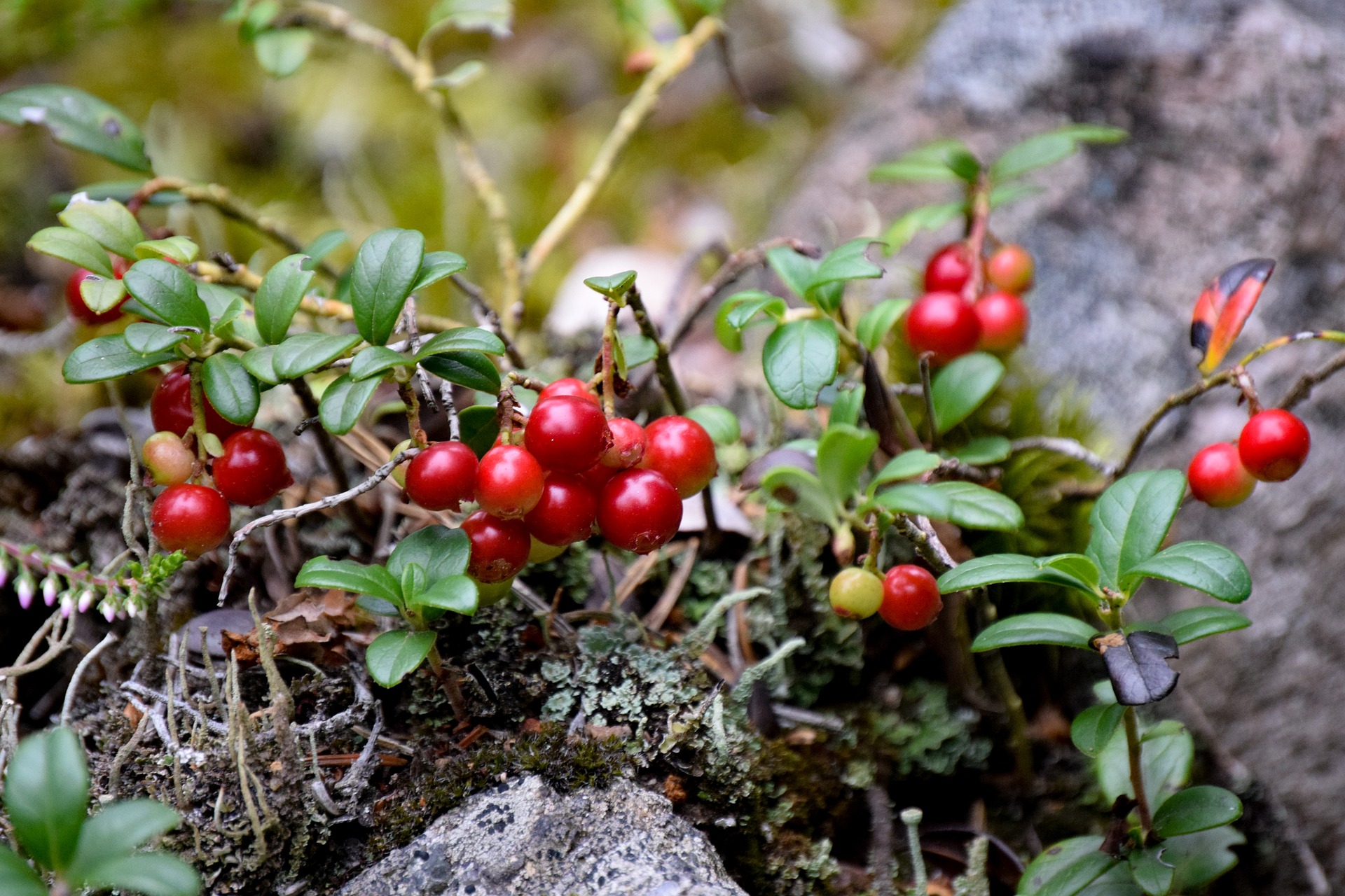 Beneficiile merisoarelor. Tot ce trebuie sa stii despre ele ...